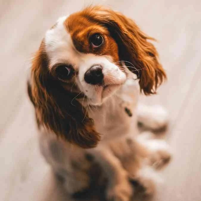 Training Cavalier King Charles Spaniels – The Honest Guide to Training ...