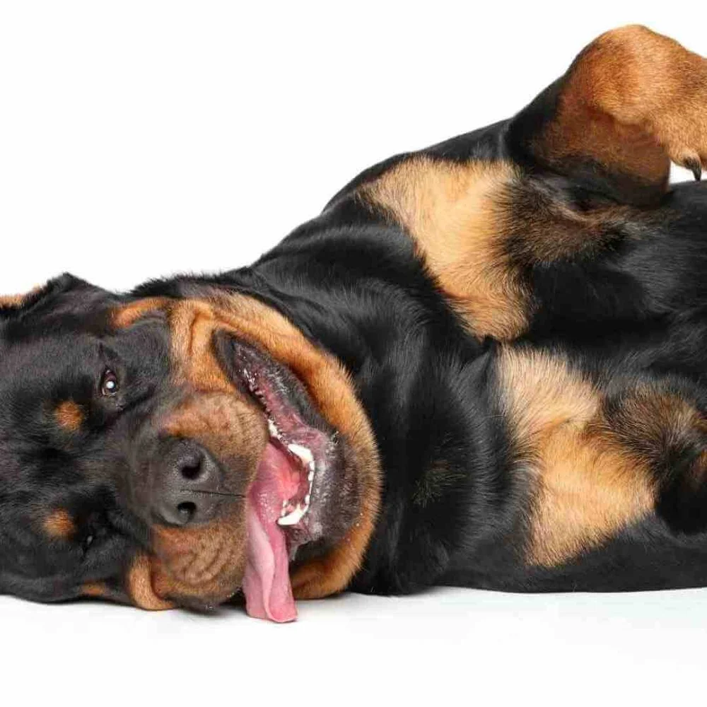 Training Rottweilers - An Honest, Realistic Rottweiler Training Guide ...