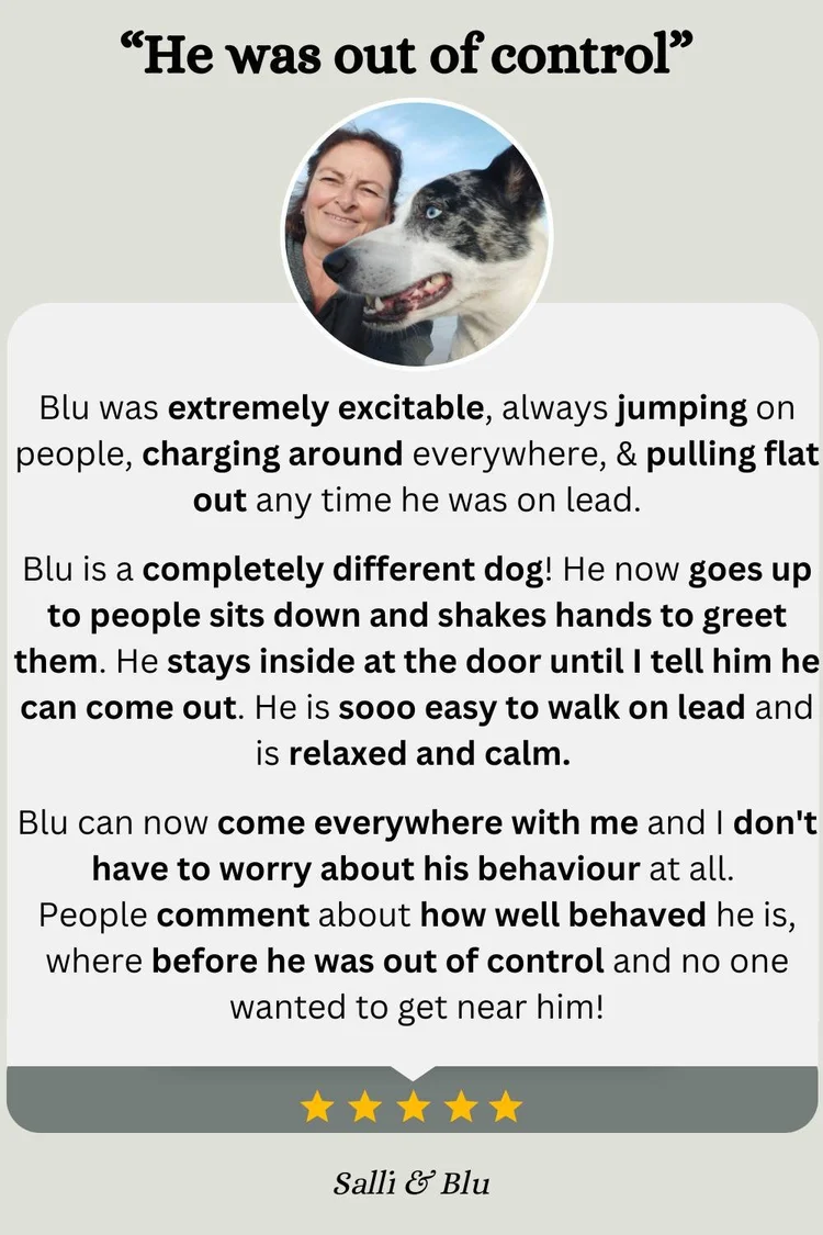 Training a Border Collie - a Realistic, Honest Border Collie Training ...