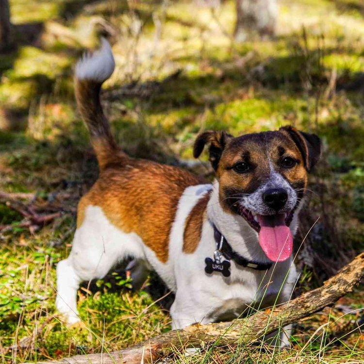Training Jack Russells - A Realistic, Honest JRT Training Guide — Best ...