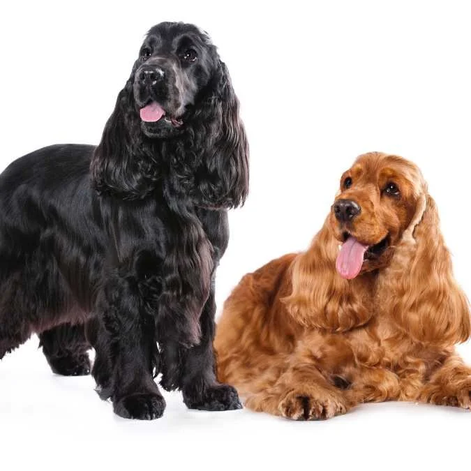 An Honest Guide to Cocker Spaniel Pros and Cons — Best Mate Dog ...