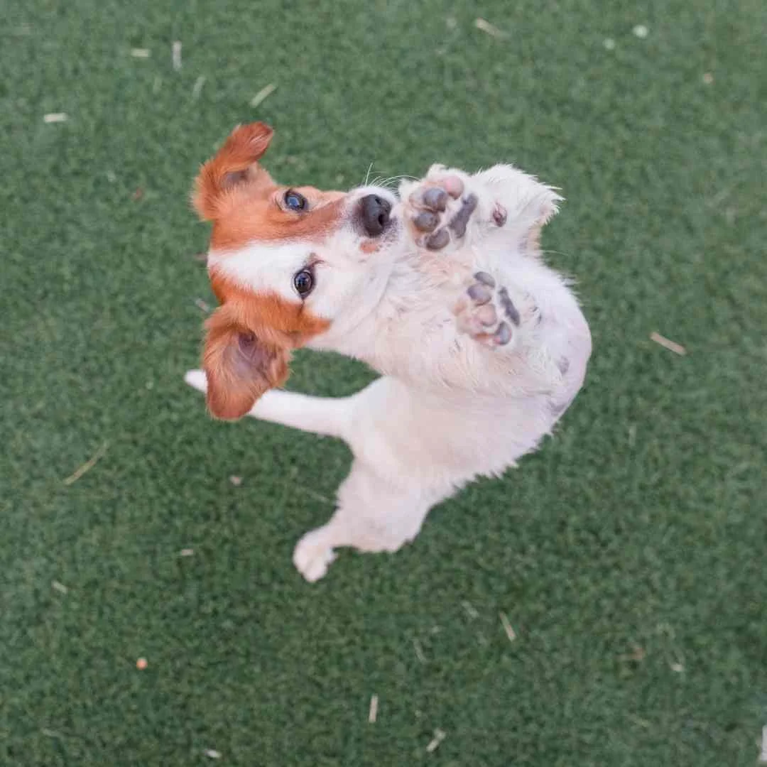 Stopping Dogs Jumping - The Honest, In-Depth Guide to Stop Your Dog ...