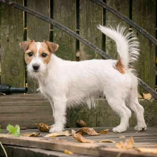 Training Jack Russells - A Realistic, Honest JRT Training Guide — Best ...