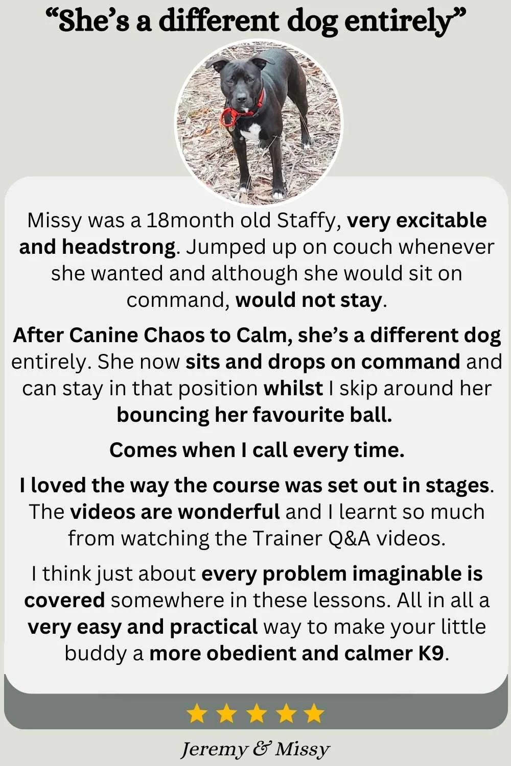 Training a Staffy - a Realistic, Honest Staffy Training Guide — Best ...