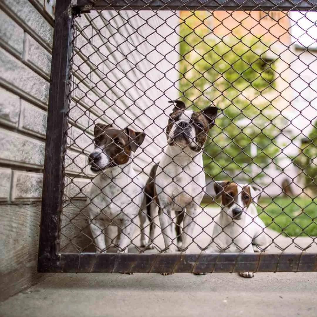 Stopping Your Dog Barking - The Realistic, Honest Guide to Dog Barking ...