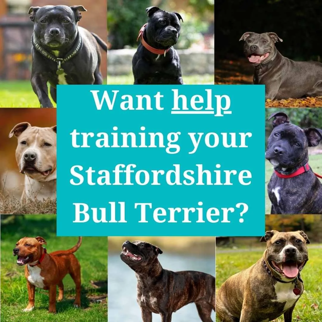 Training a Staffy - a Realistic, Honest Staffy Training Guide — Best ...
