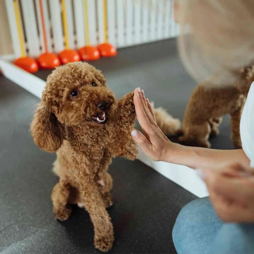 Dog Training for Adult Dogs - A Realistic, Honest Adult Dog Training ...