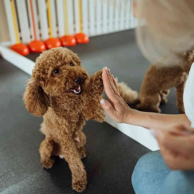 Dog Training for Adult Dogs - A Realistic, Honest Adult Dog Training ...