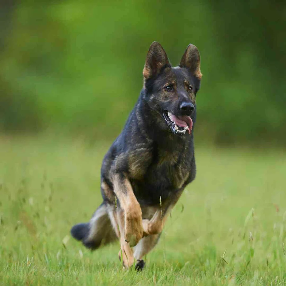 Training German Shepherds - A Realistic, Honest GSD Training Guide ...