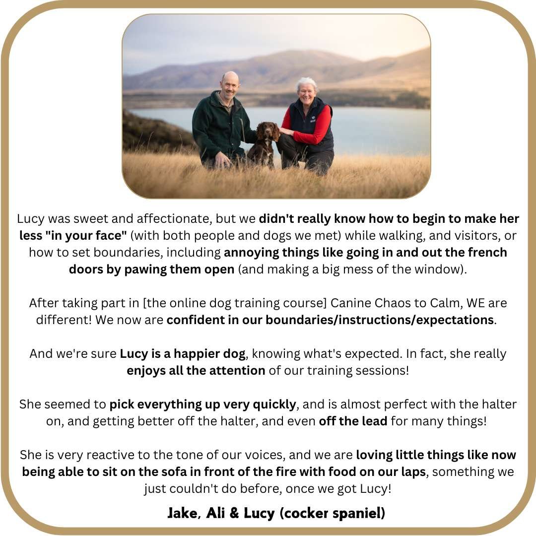 Training Cocker Spaniels - A Realistic, Honest Cocker Spaniel Training Guide — Best Mate Dog ...