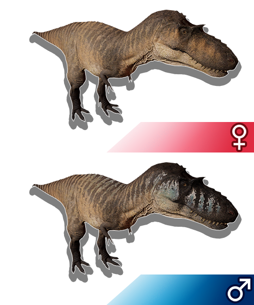 The Isle Carnivores — ISLA NYCTA