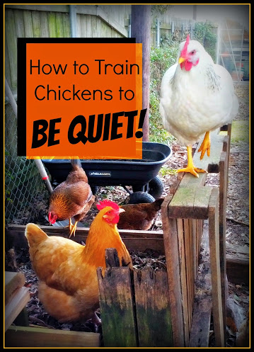 How to Train Chickens to BE QUIET! — Greneaux Gardens
