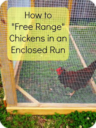 How to "Free Range" Chickens in an Enclosed Run — Greneaux Gardens