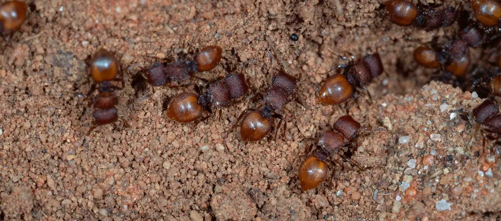 Insect experts solve our ant mystery — explore the mallee