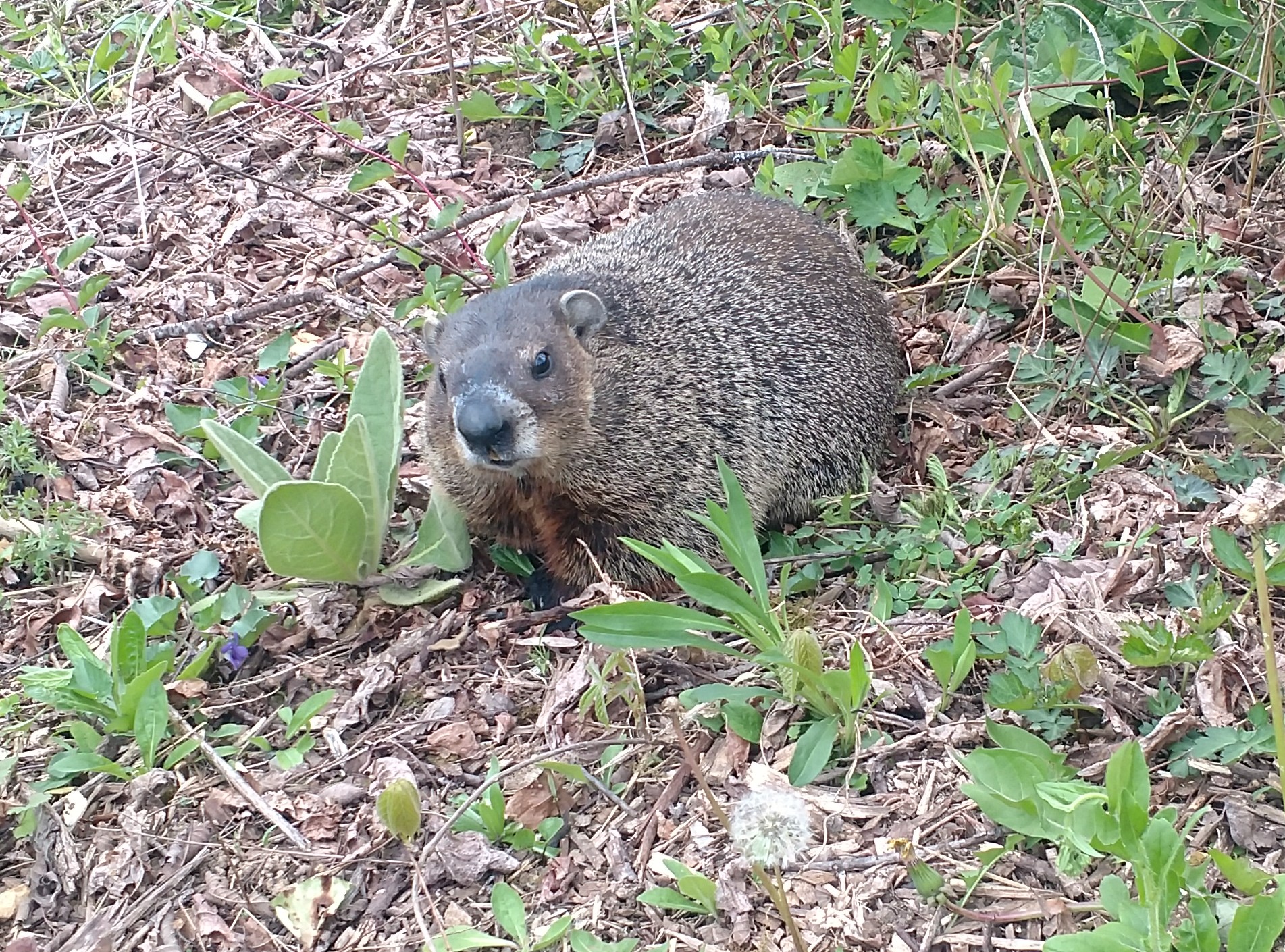 Groundhog Holes In Yard