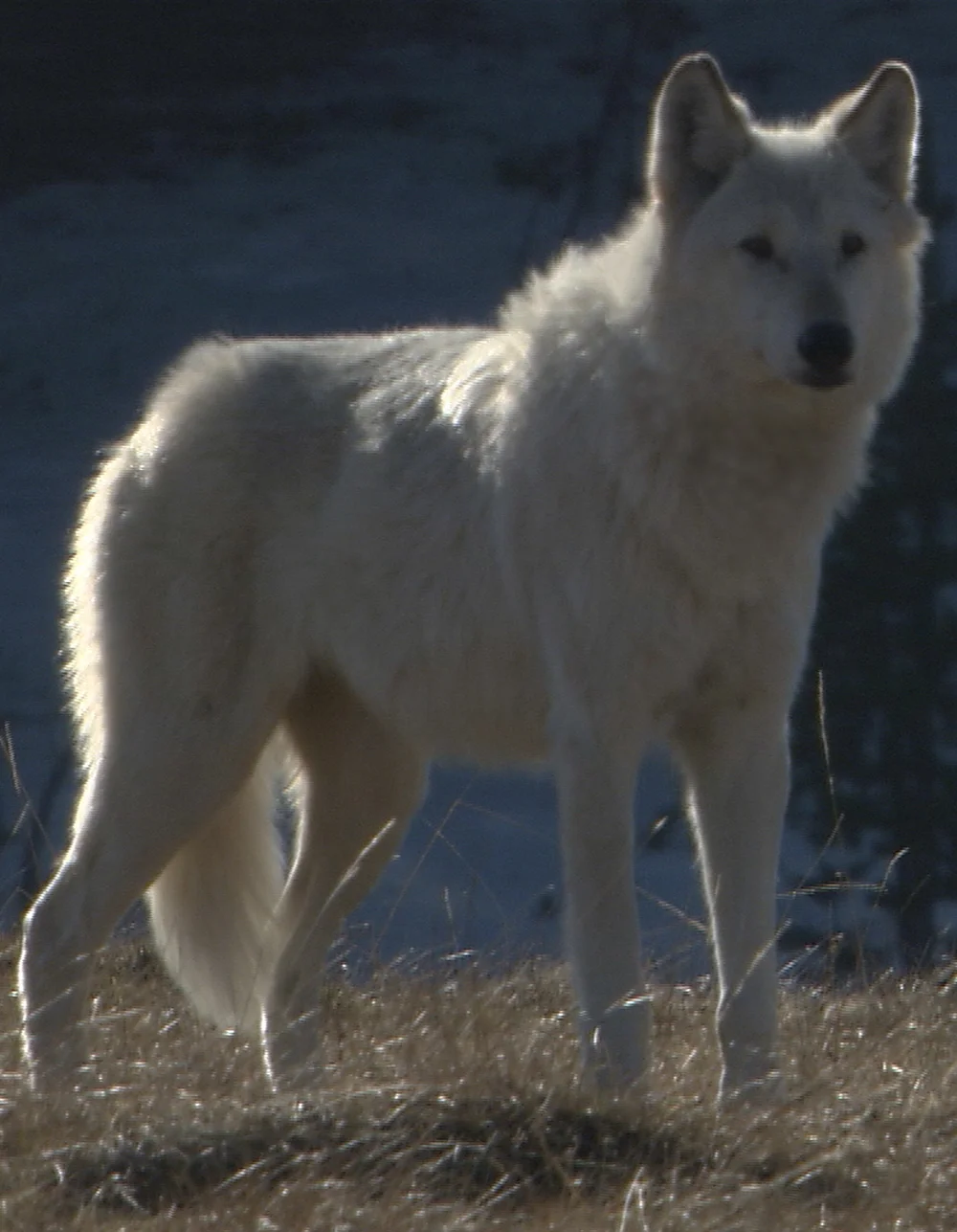 Female White Wolf