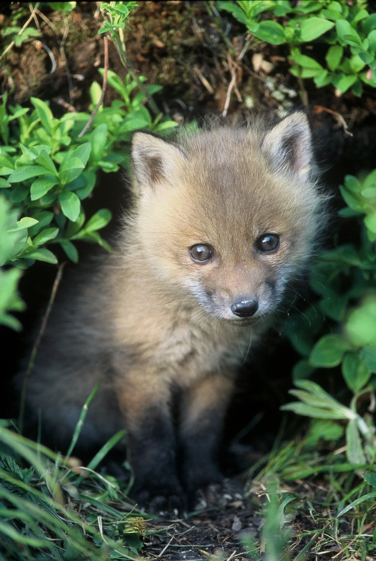 Seasons of the Fox — Filmoption International