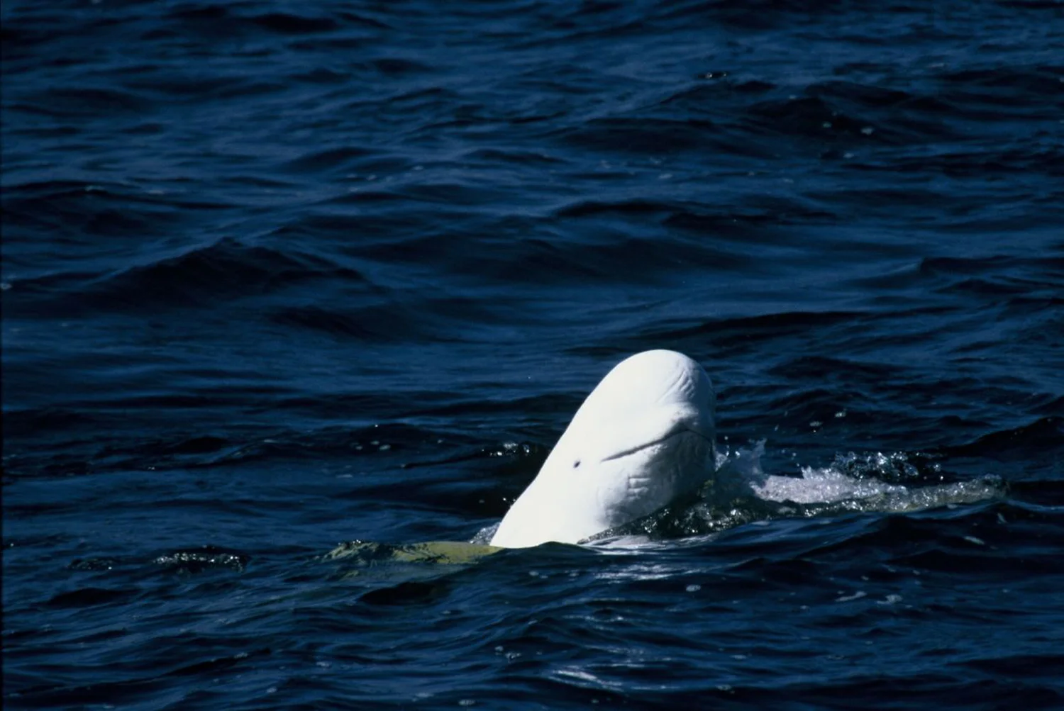 Beluga Speaking Across Time — Filmoption International