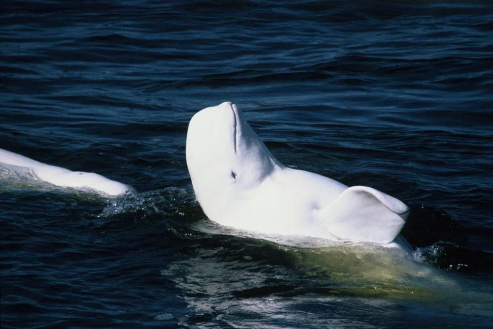 Beluga Speaking Across Time — Filmoption International