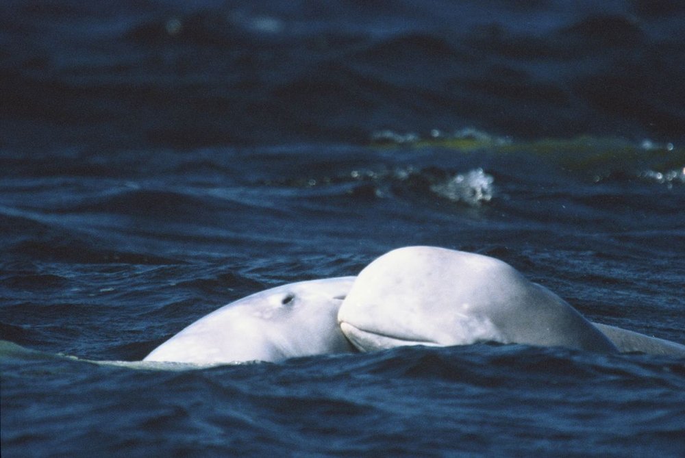 Beluga Speaking Across Time — Filmoption International