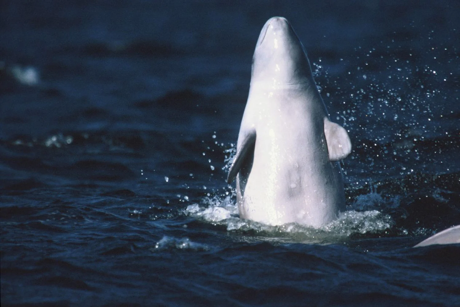 Beluga Speaking Across Time — Filmoption International