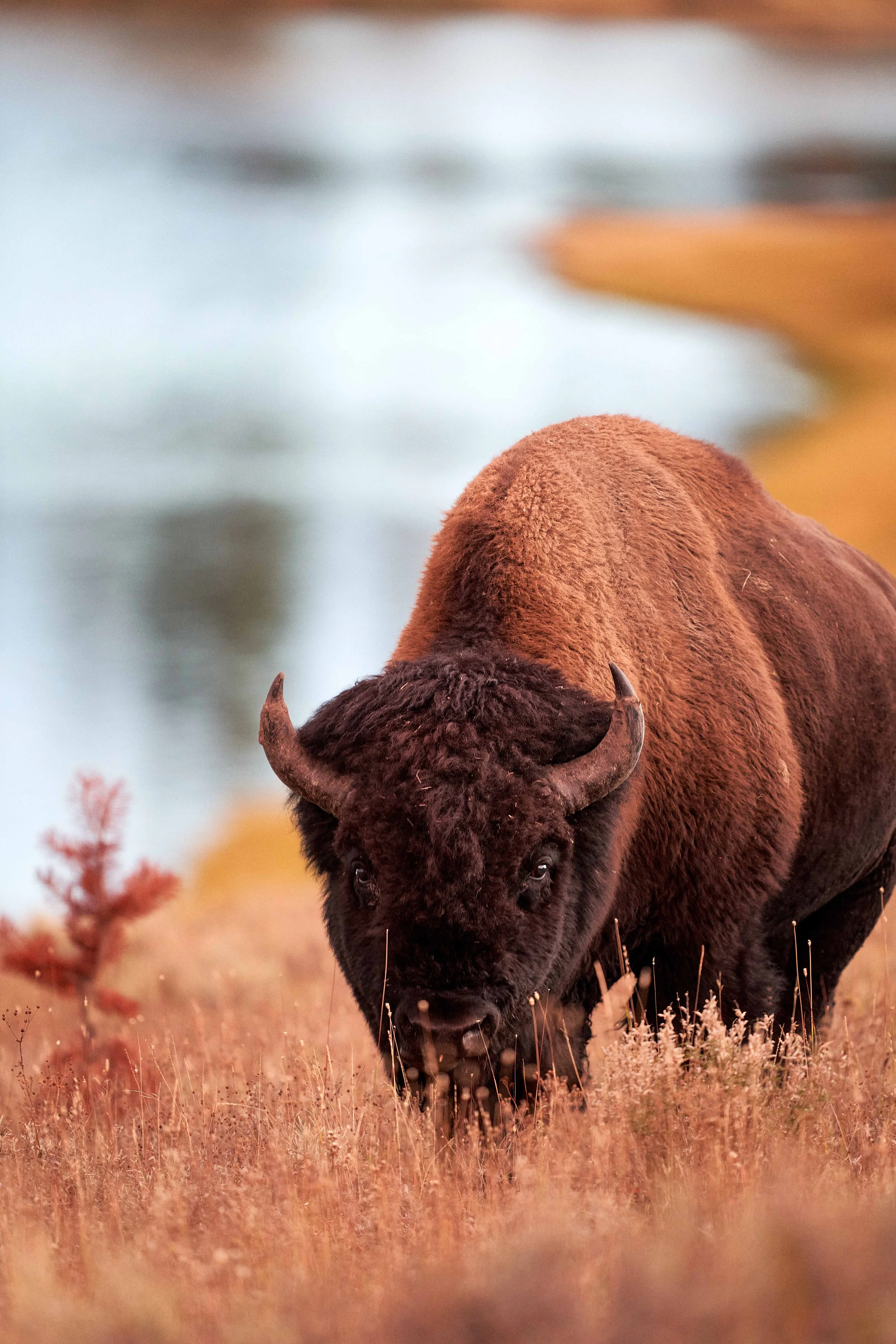 Jackson Hole, WY - 2022 — CHRISTOPHER BIENKO