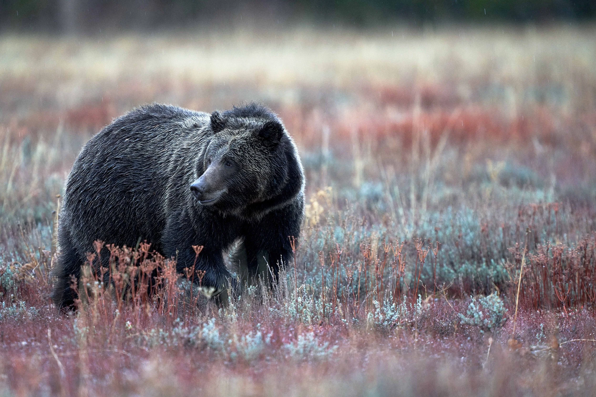 Jackson Hole, WY - 2022 — CHRISTOPHER BIENKO