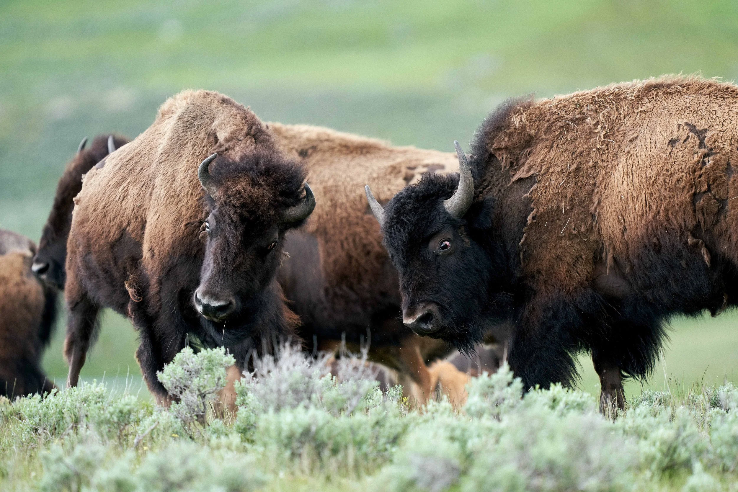Jackson Hole, WY - 2022 — CHRISTOPHER BIENKO