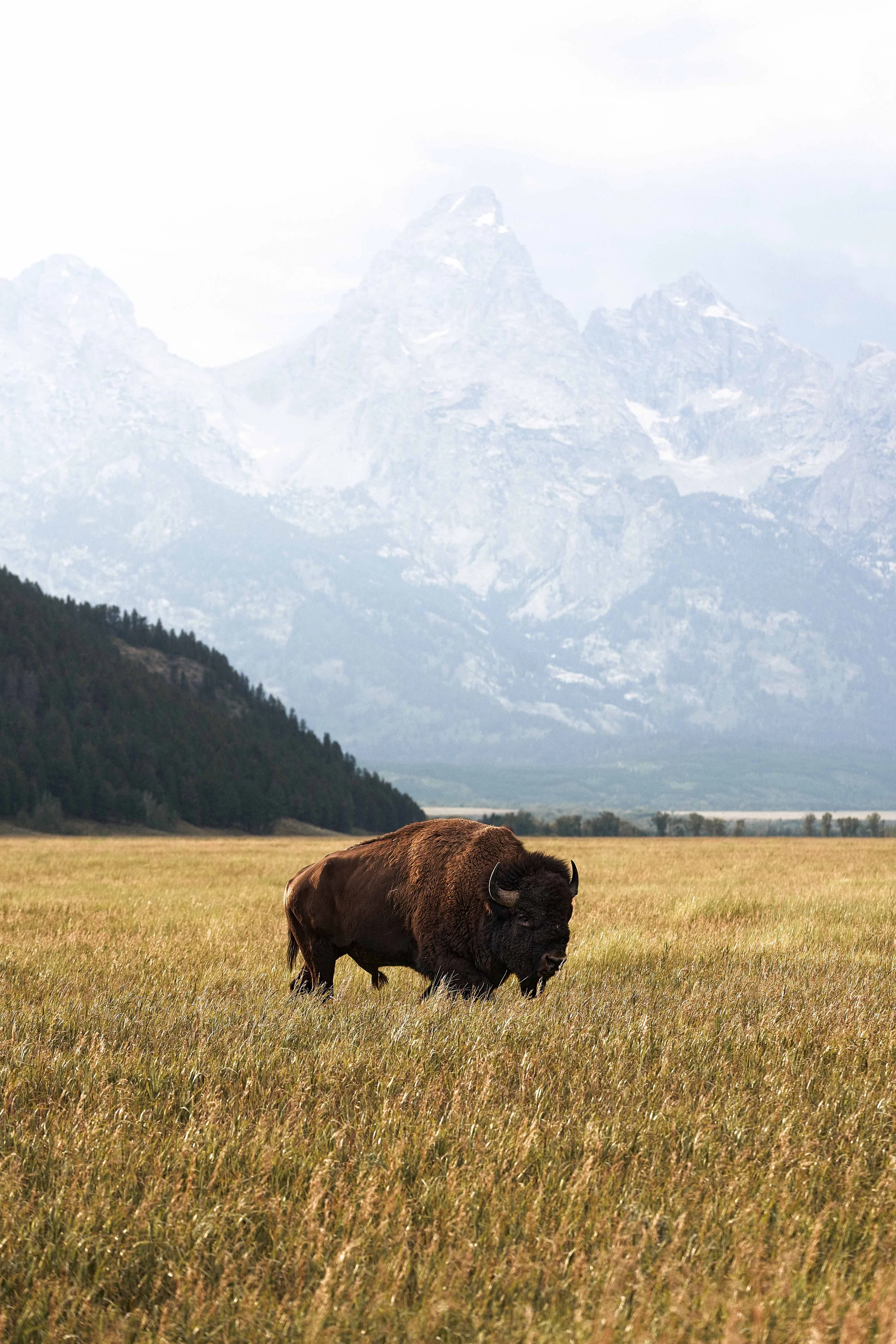 Jackson Hole, WY - 2022 — CHRISTOPHER BIENKO