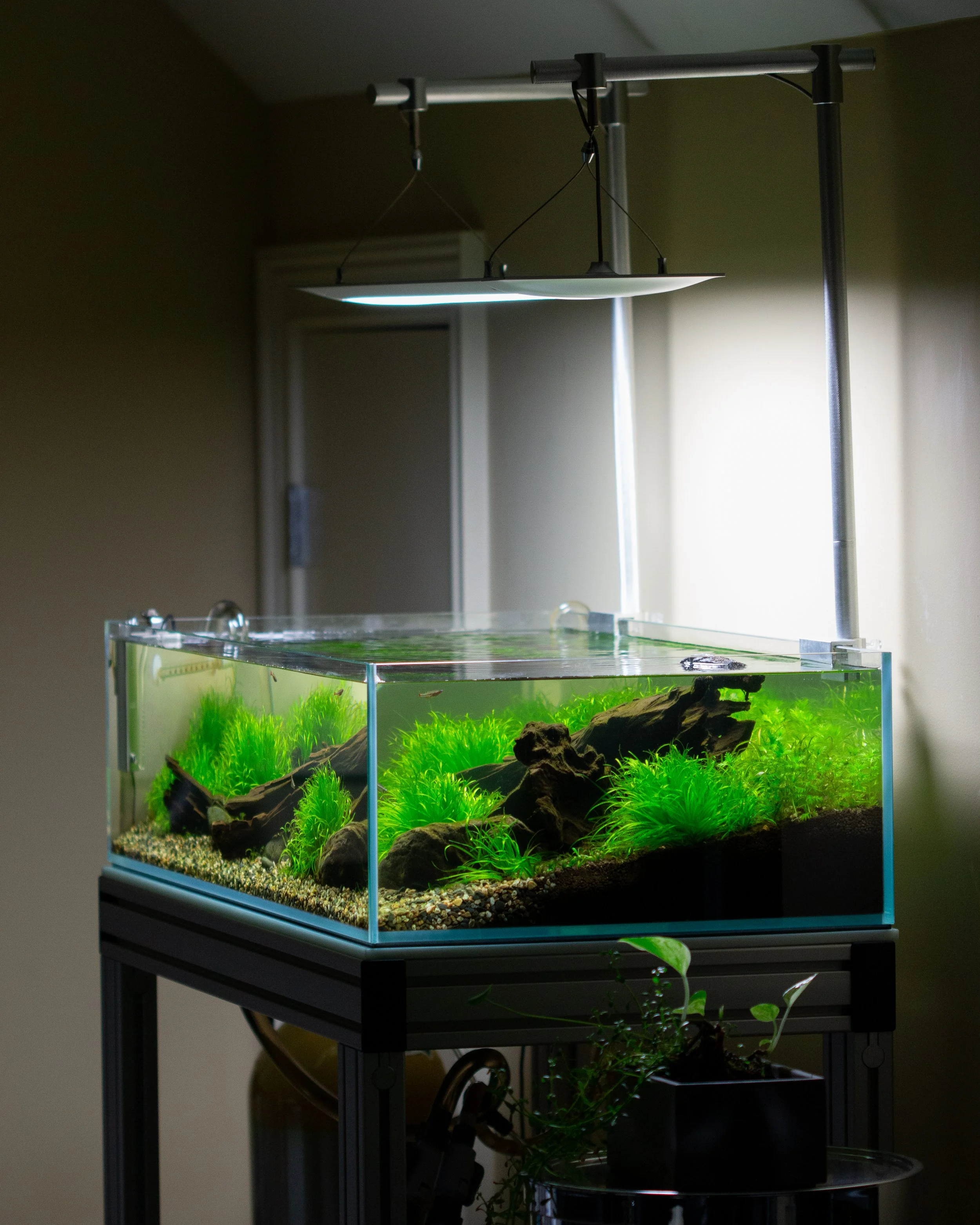 [ STUDIO AQUATICA ] - The Design Studio for Aquascapers