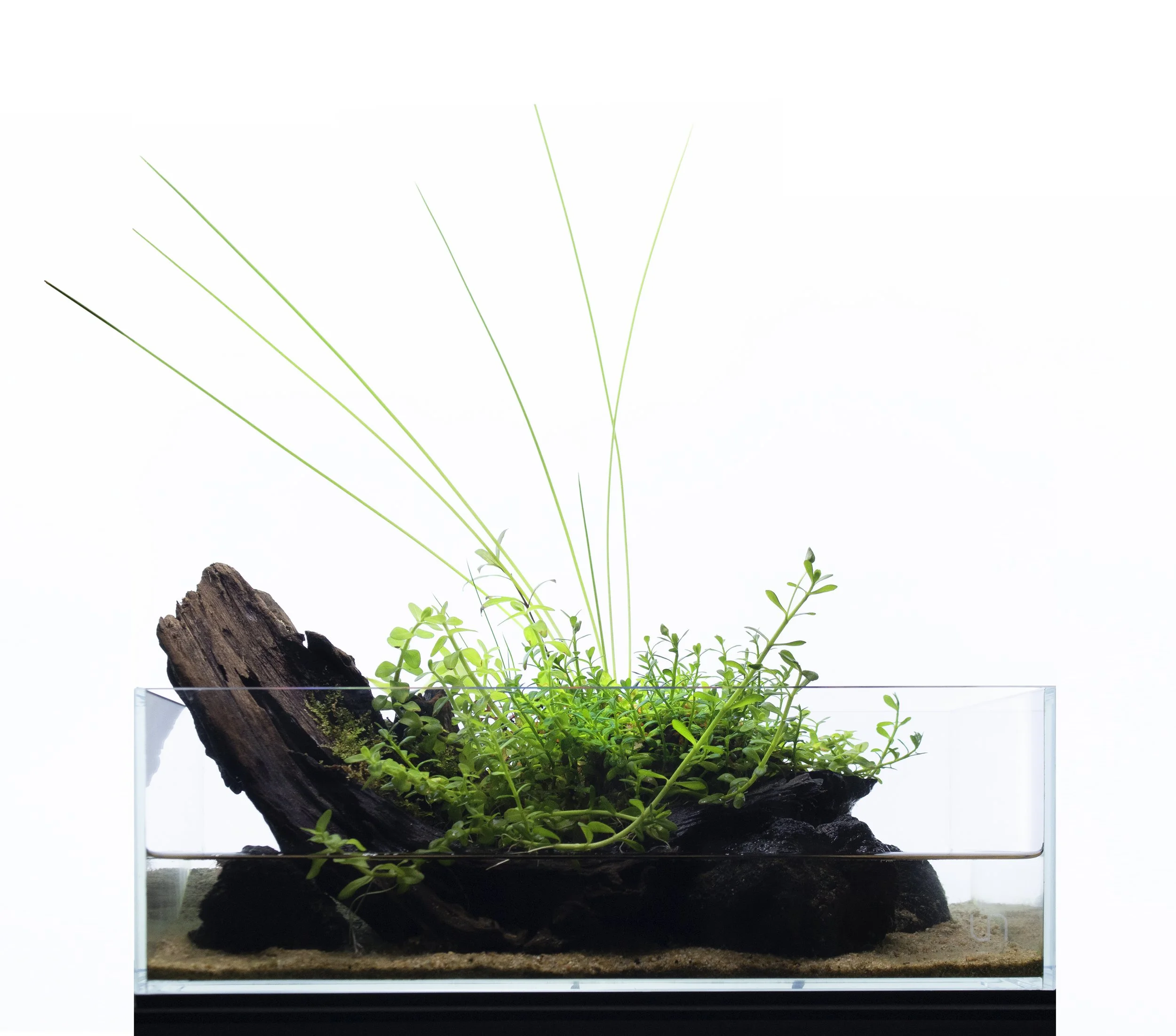 [ STUDIO AQUATICA ] - The Design Studio for Aquascapers