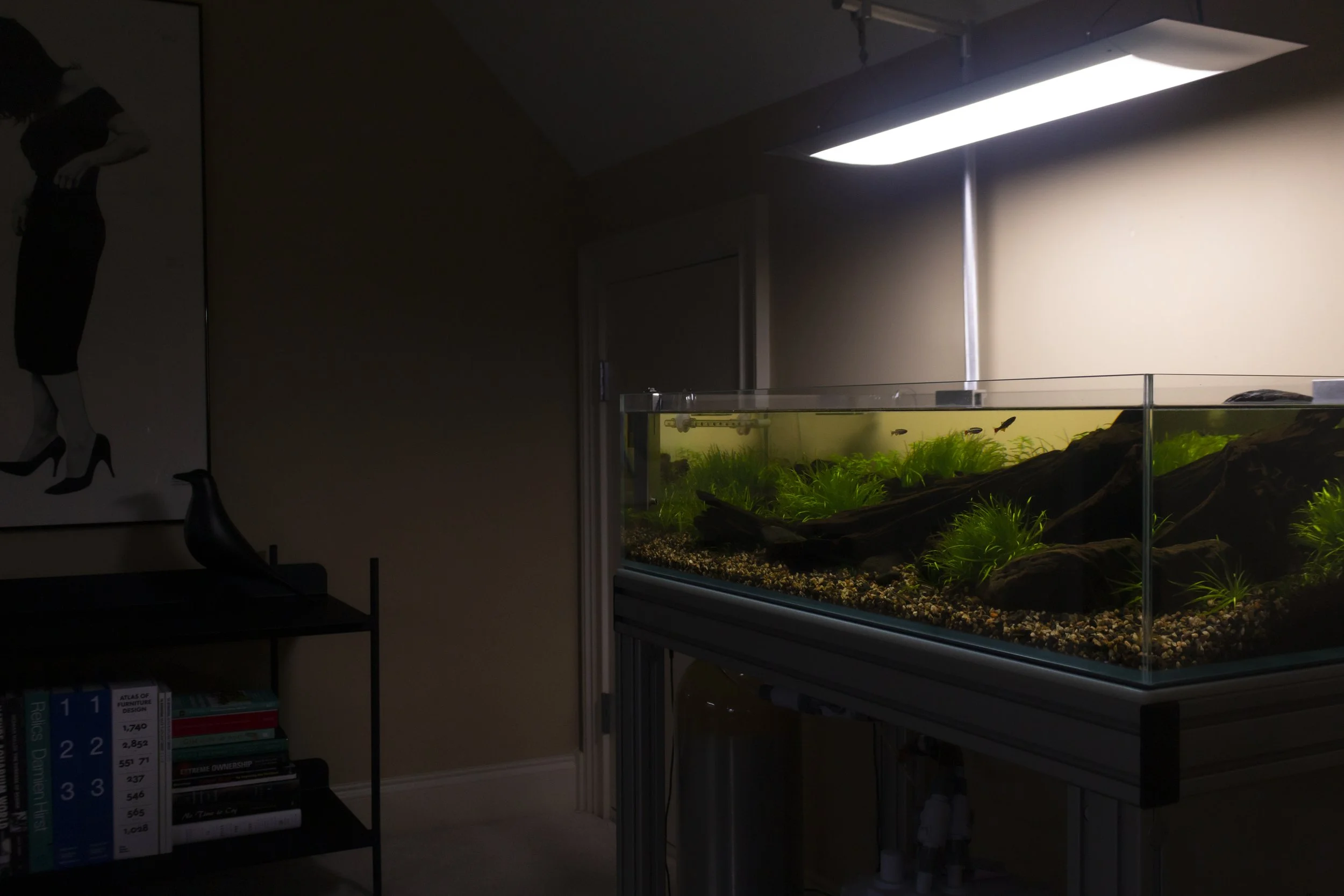 [ STUDIO AQUATICA ] - The Design Studio for Aquascapers
