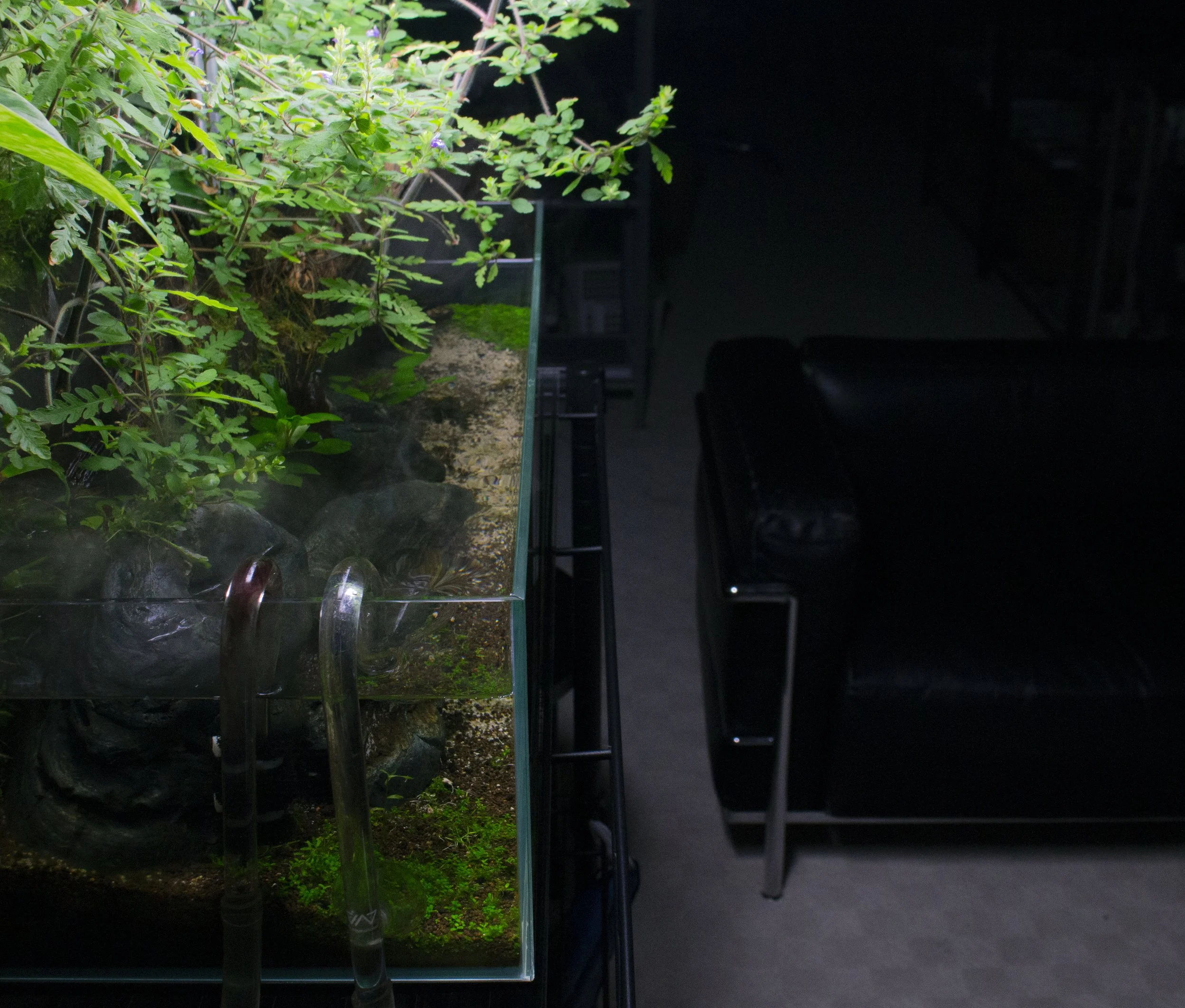 [ STUDIO AQUATICA ] - The Design Studio for Aquascapers