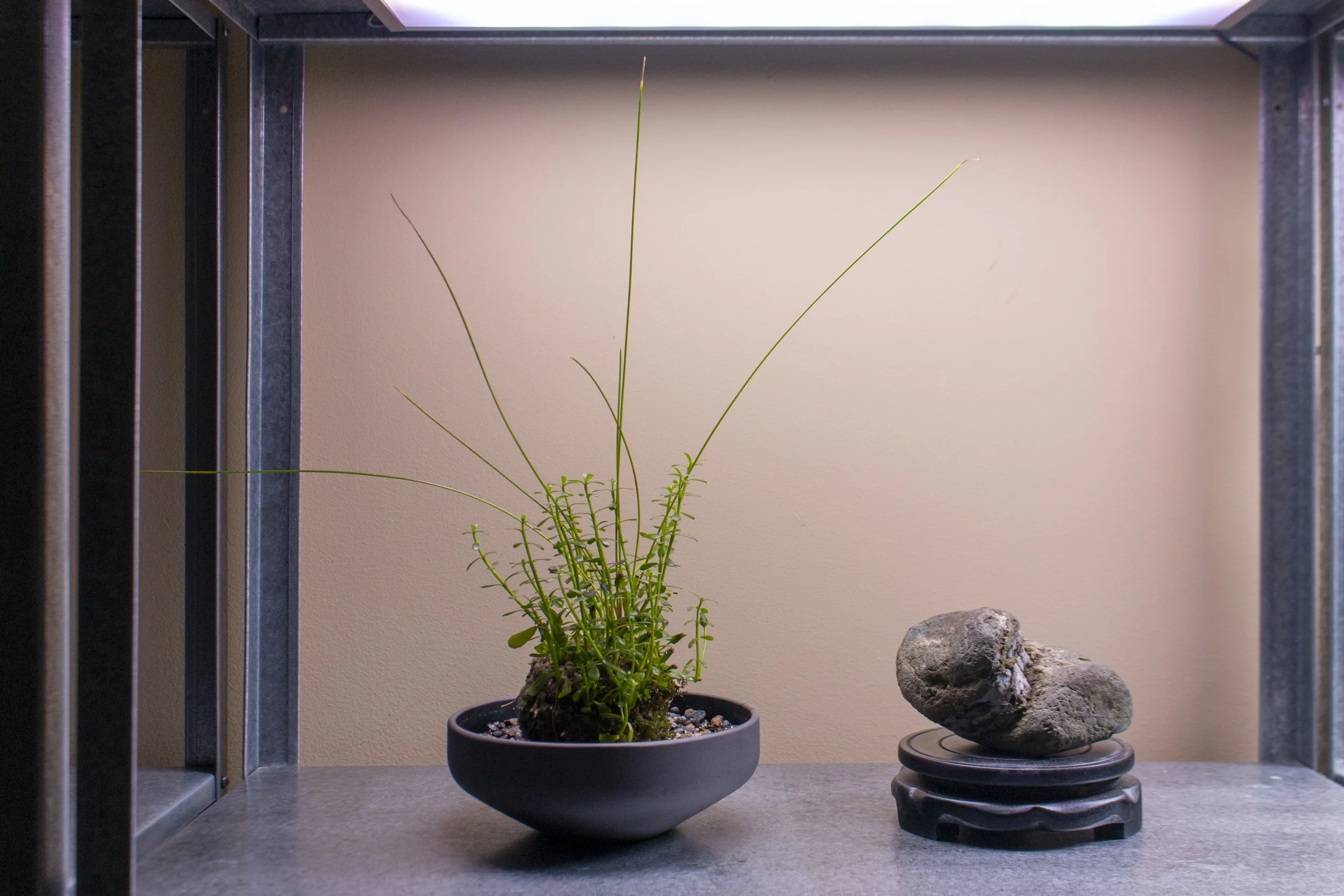 [ STUDIO AQUATICA ] - The Design Studio for Aquascapers