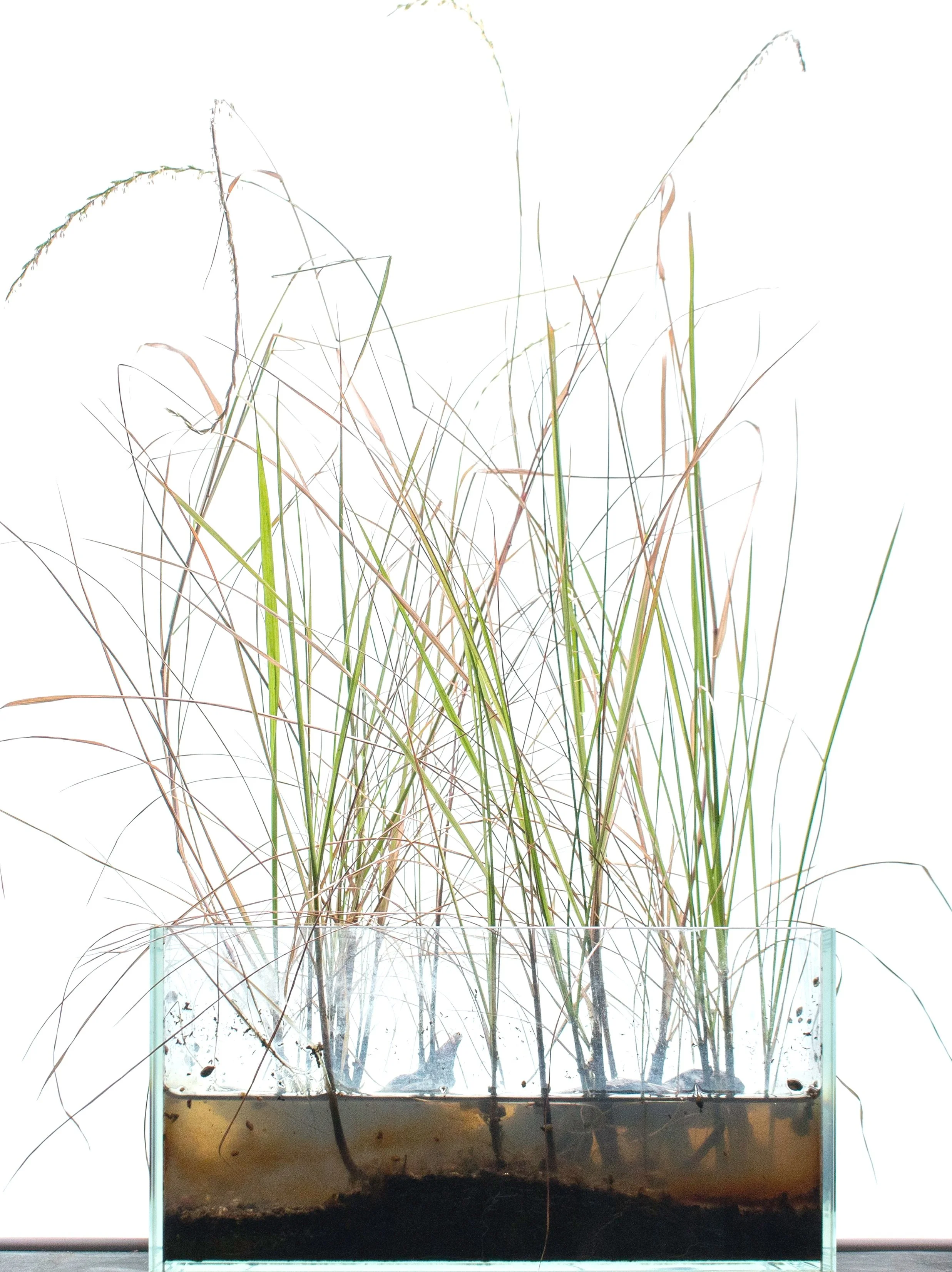 [ STUDIO AQUATICA ] - The Design Studio for Aquascapers