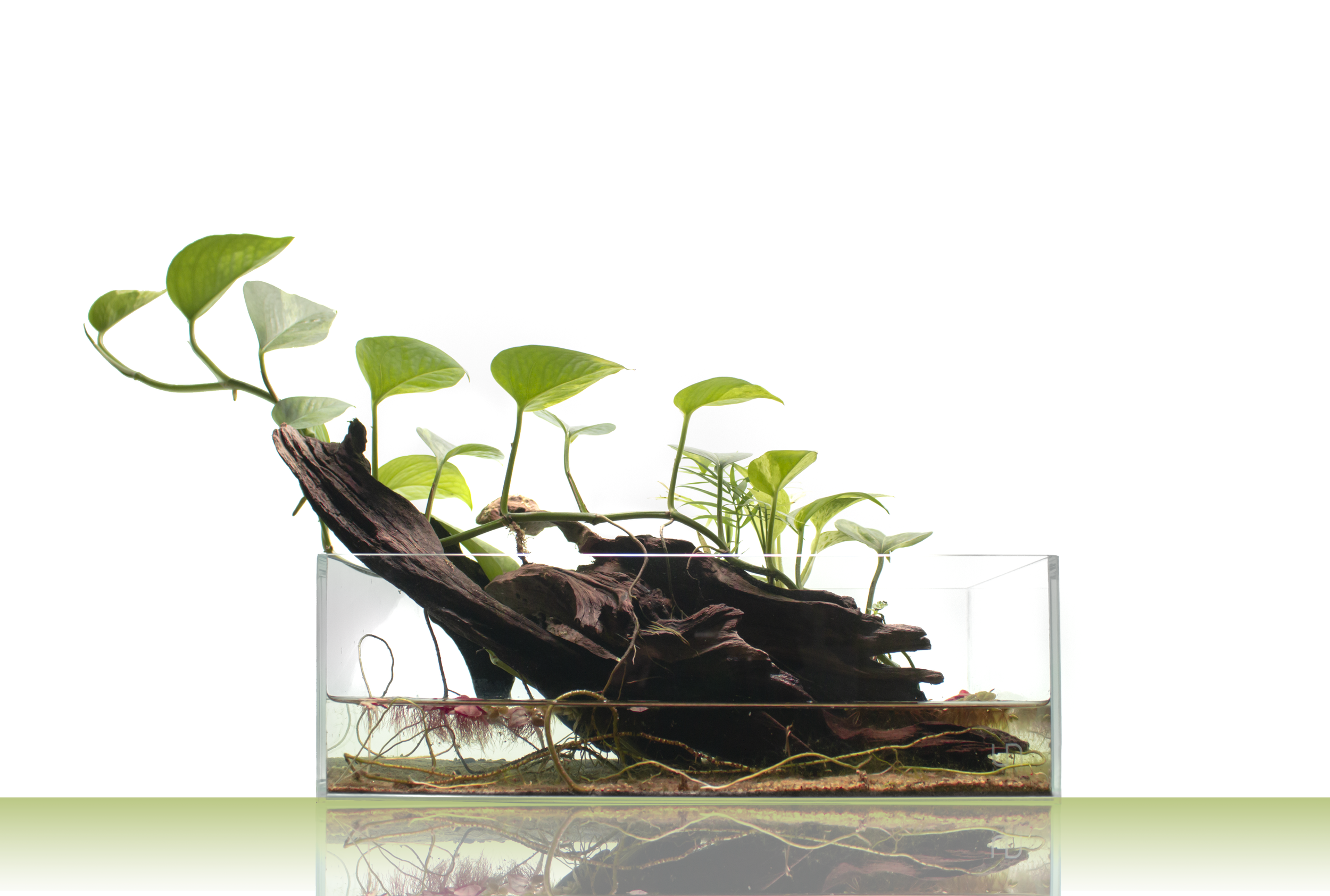 [ STUDIO AQUATICA ] - The Design Studio for Aquascapers