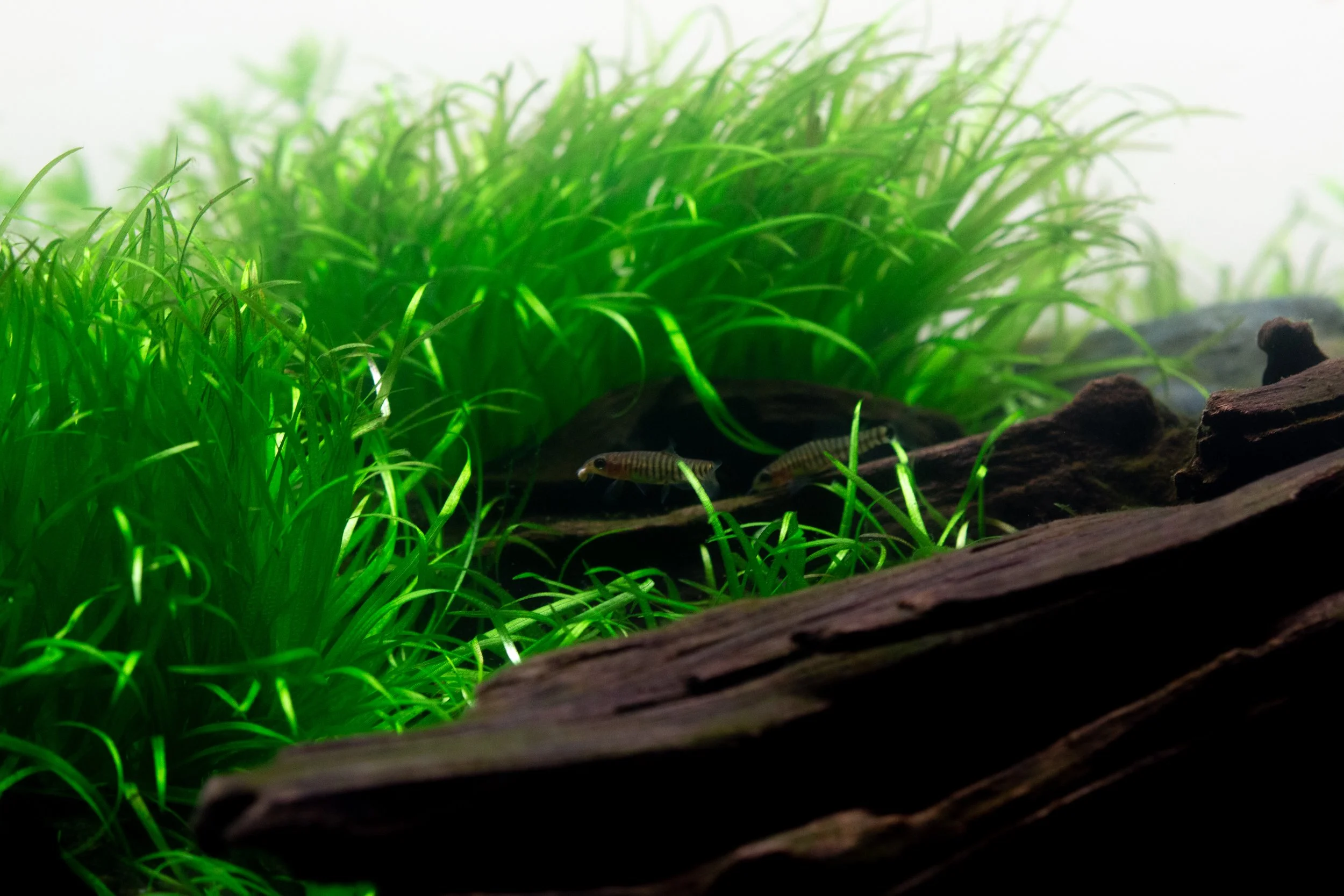 [ STUDIO AQUATICA ] - The Design Studio for Aquascapers