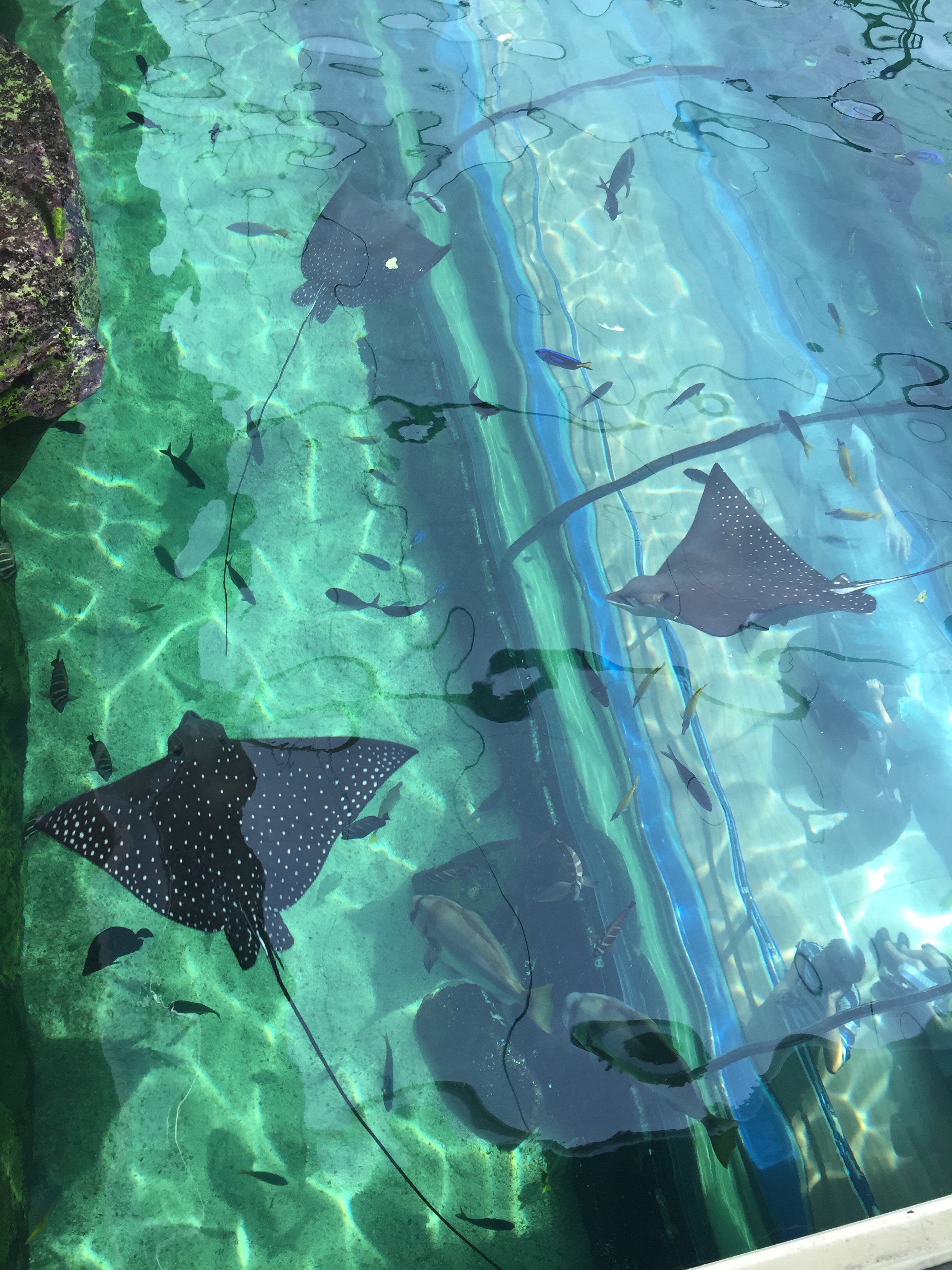 10 Things You Must Do in Sydney, Australia — The Sweetest Escapes