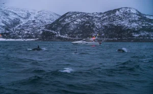Things to do in Norway: Whale Watching with Wild Orcas in the Norway ...