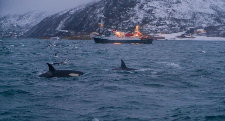 Things to do in Norway: Whale Watching with Wild Orcas in the Norway ...