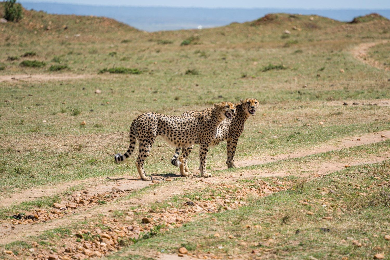 How to see 40+ lions and the Big Five in the Maasai Mara, Kenya ...
