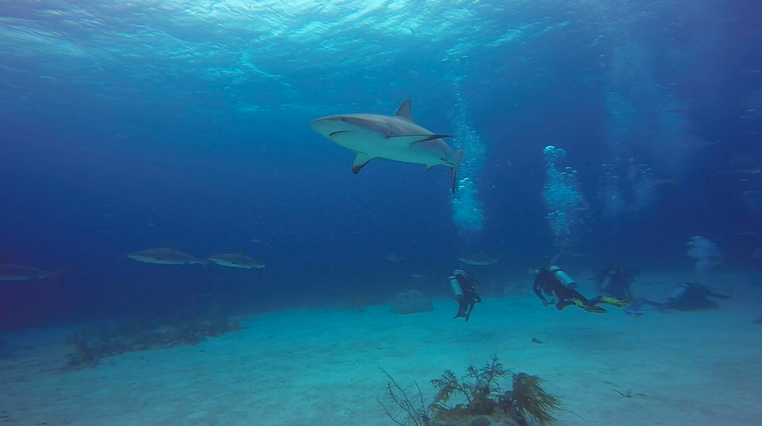 Terrifying Shark Scuba Dive at Stuart's Cove - Nassau, Bahamas | Video ...