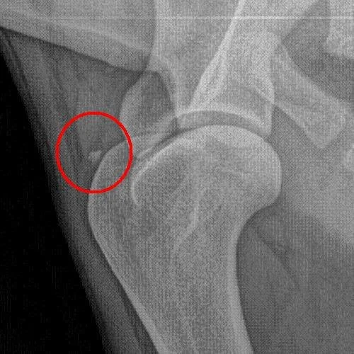 Canine Shoulder Notes — MetronMind