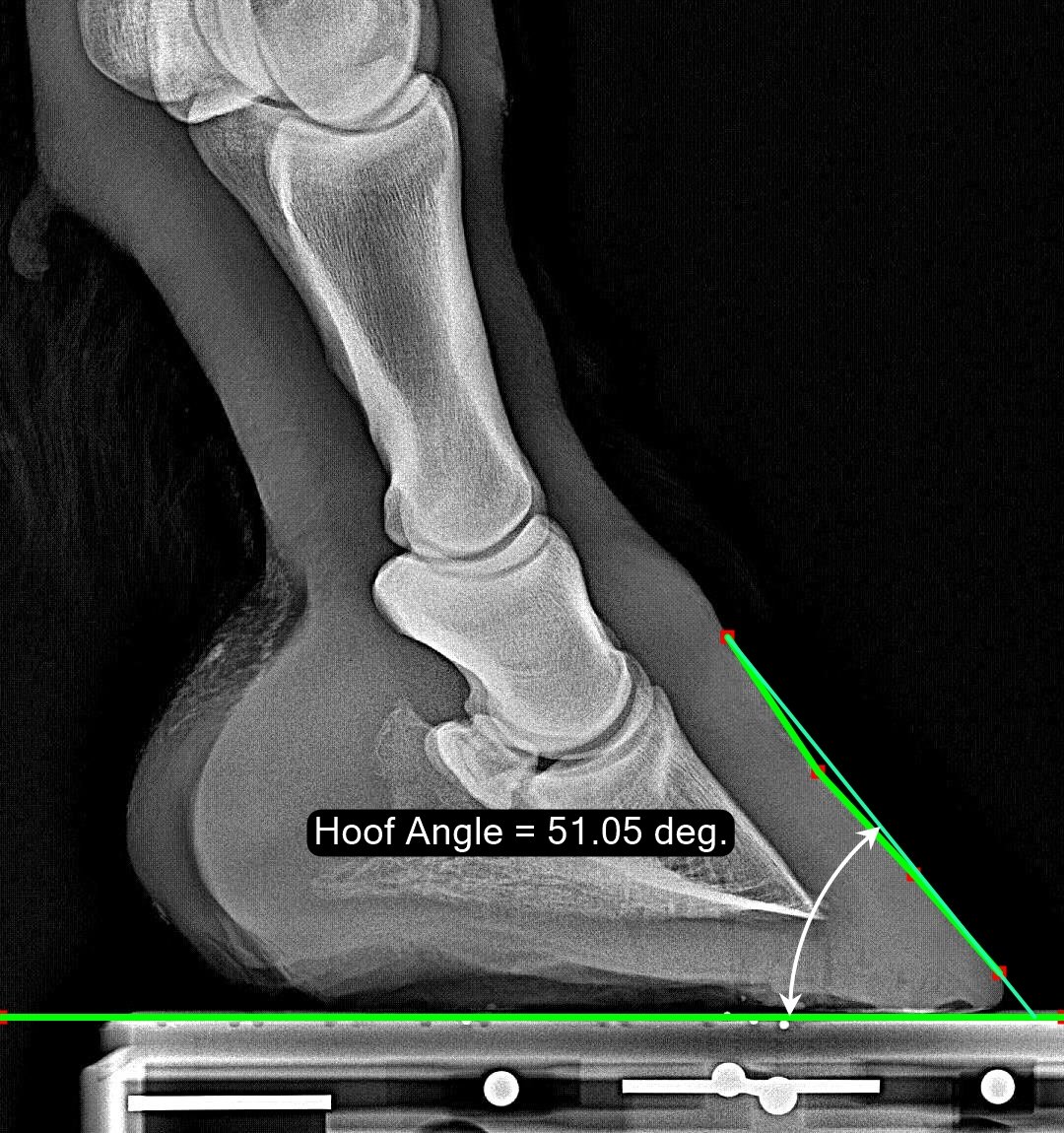 Lateral Front Hoof Radiograph Measures — MetronMind