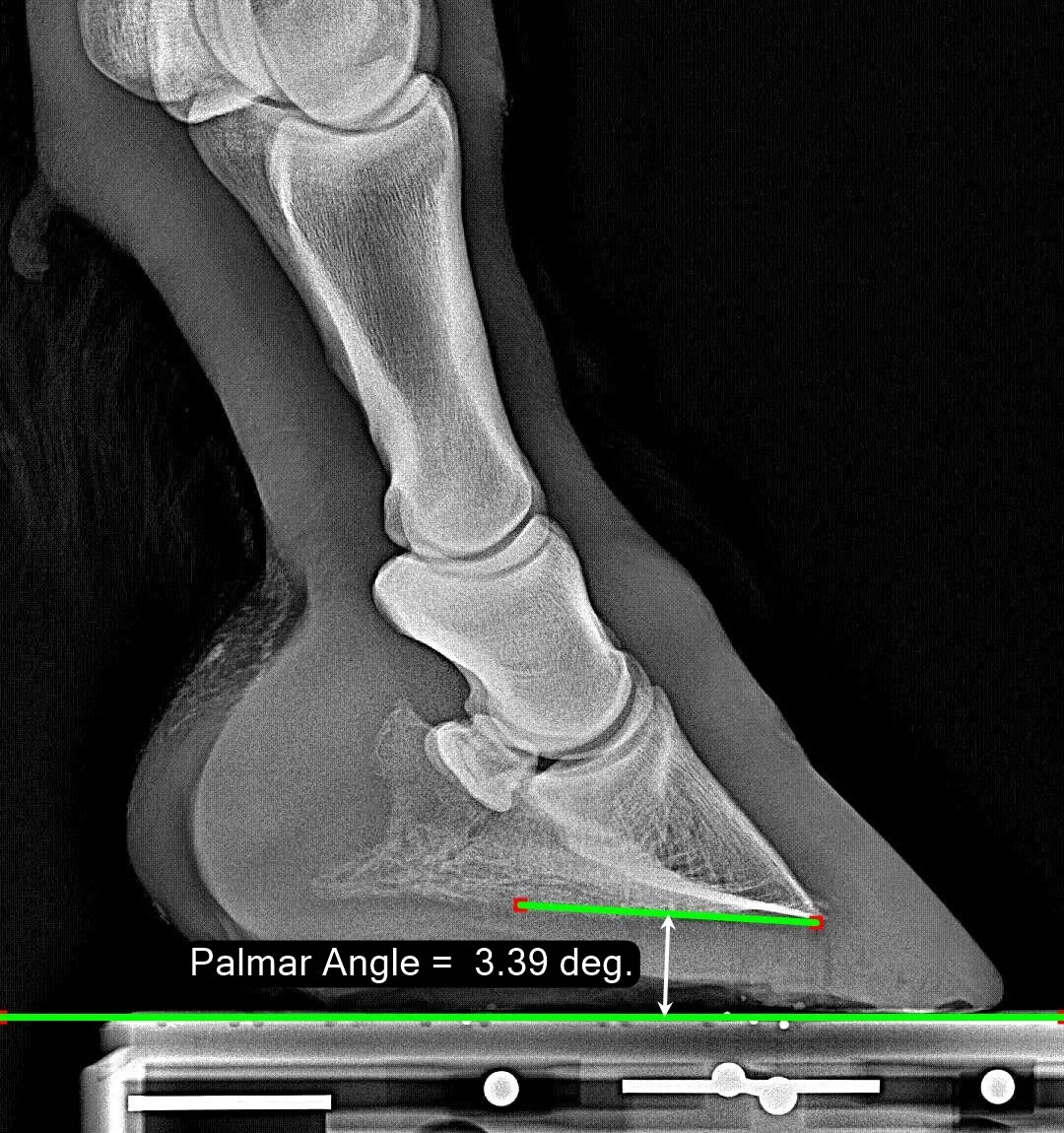 Lateral Front Hoof Radiograph Measures — MetronMind