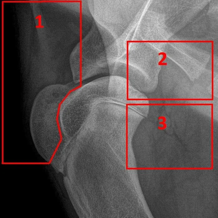 Canine Shoulder Notes — MetronMind