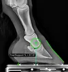 Lateral Front Hoof Radiograph Measures — MetronMind