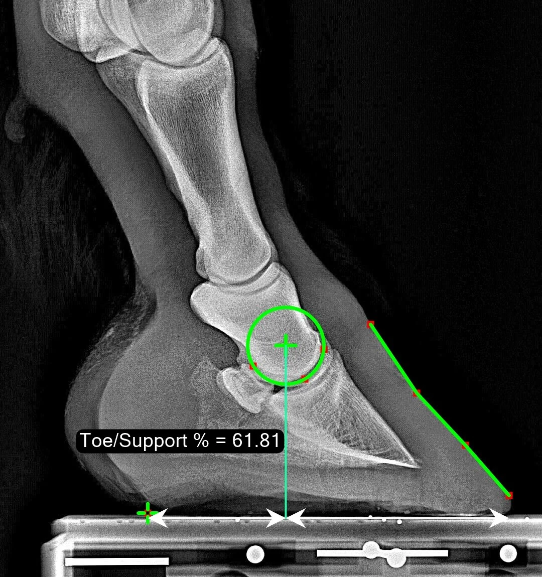 Lateral Front Hoof Radiograph Measures — MetronMind