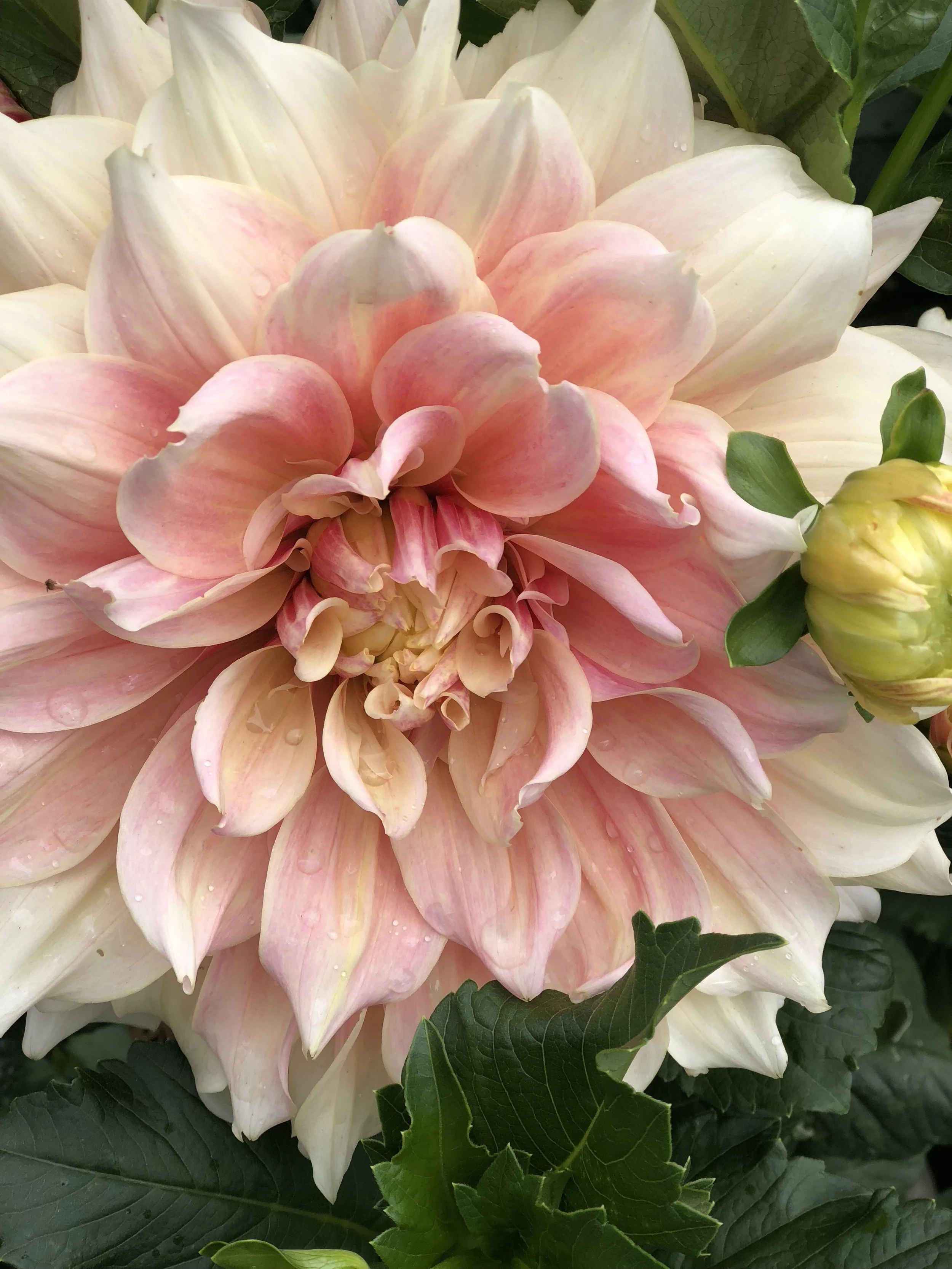 Dahlias by Julie