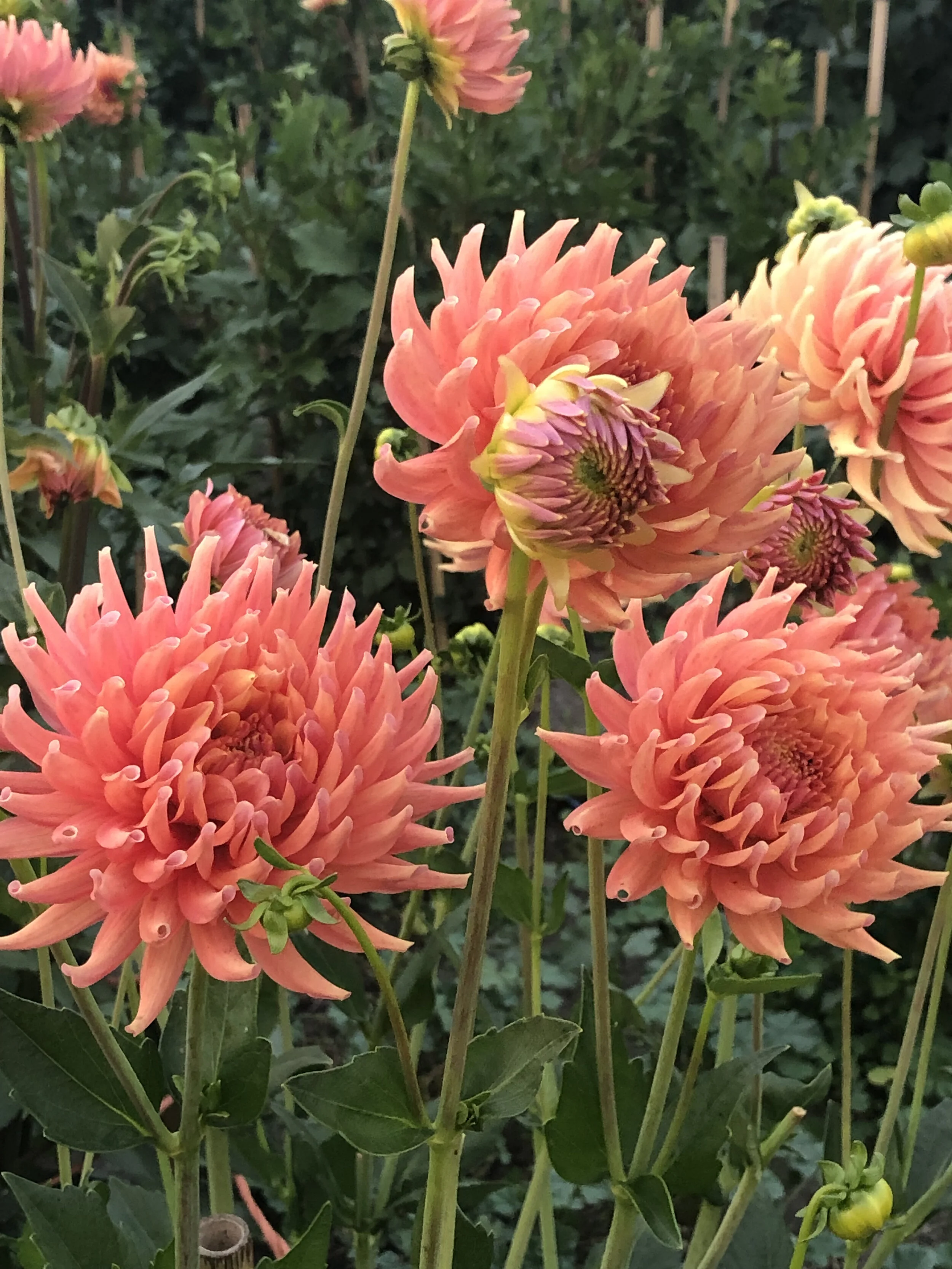 Dahlias by Julie
